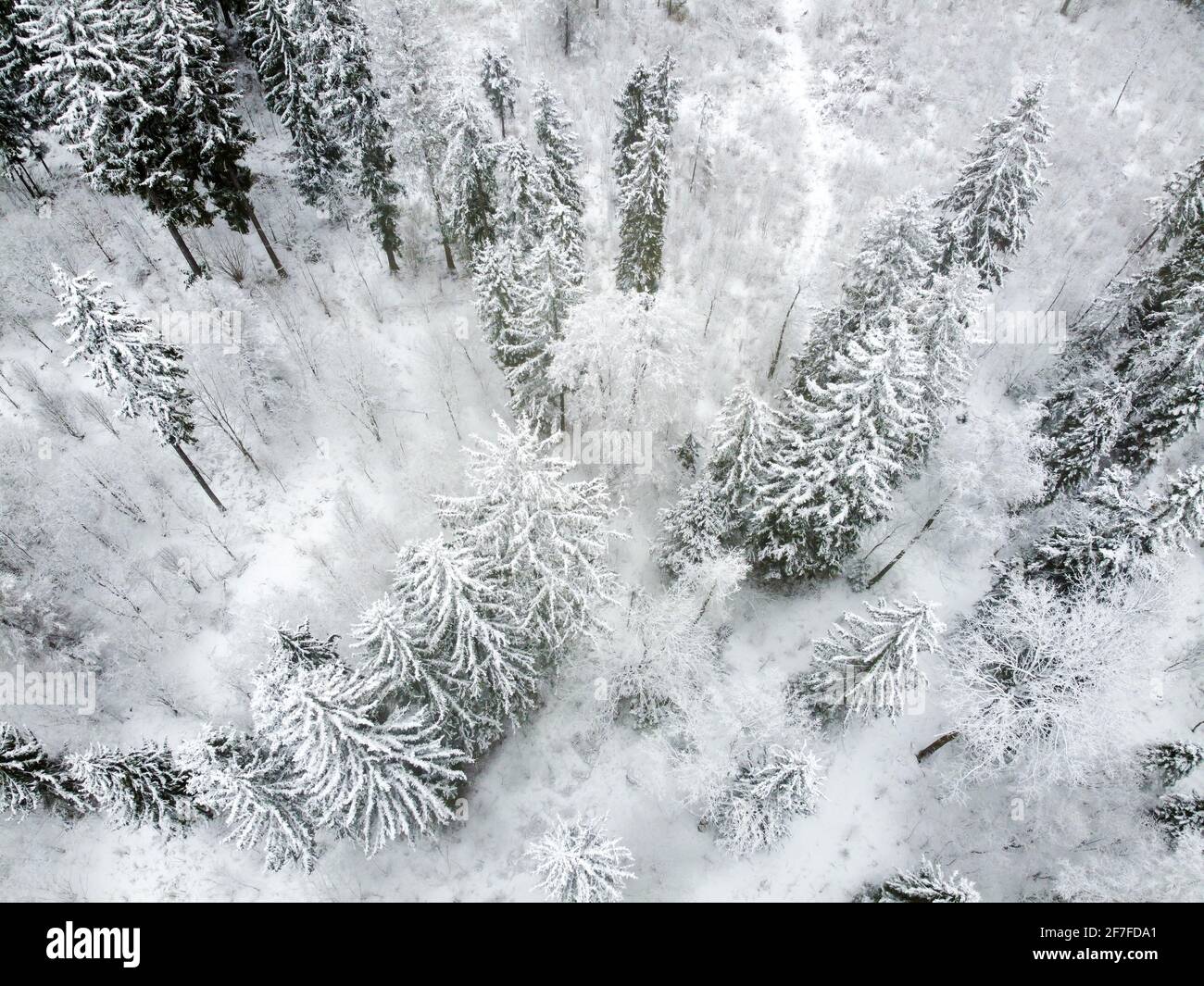 Winter forest with snowy trees, aerial view. Winter nature, aerial ...