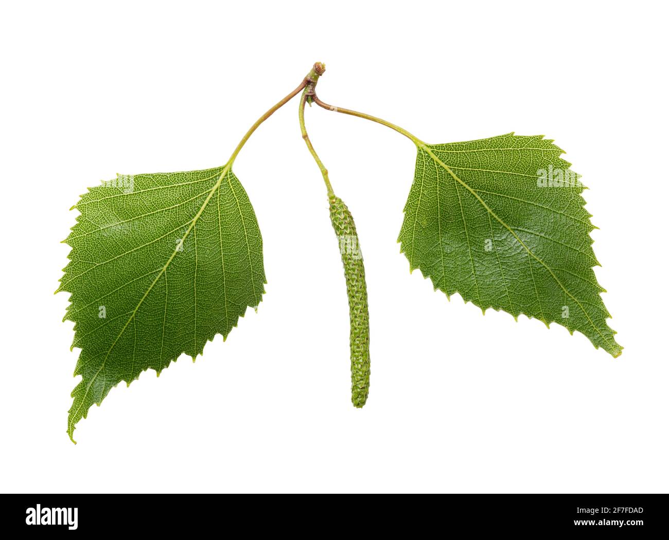 Birch leaf isolated on white background. Clipping path Stock Photo - Alamy