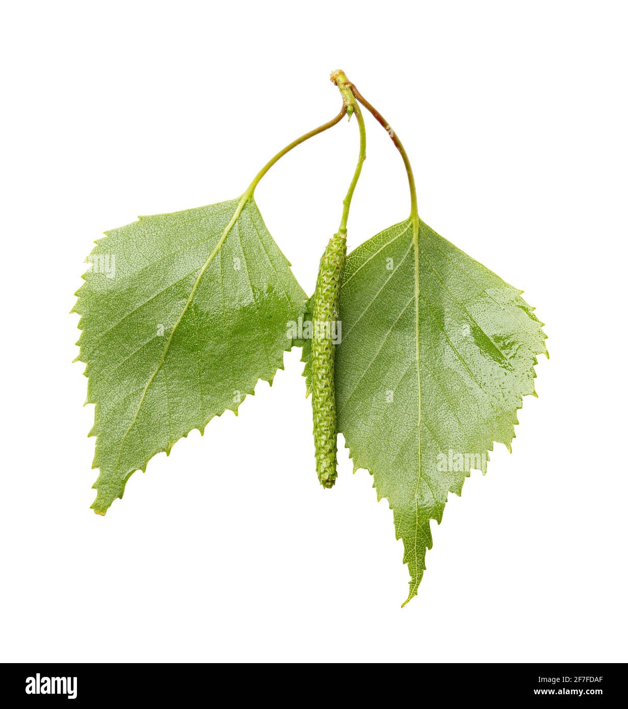 Birch leaf isolated on white background. Clipping path Stock Photo - Alamy