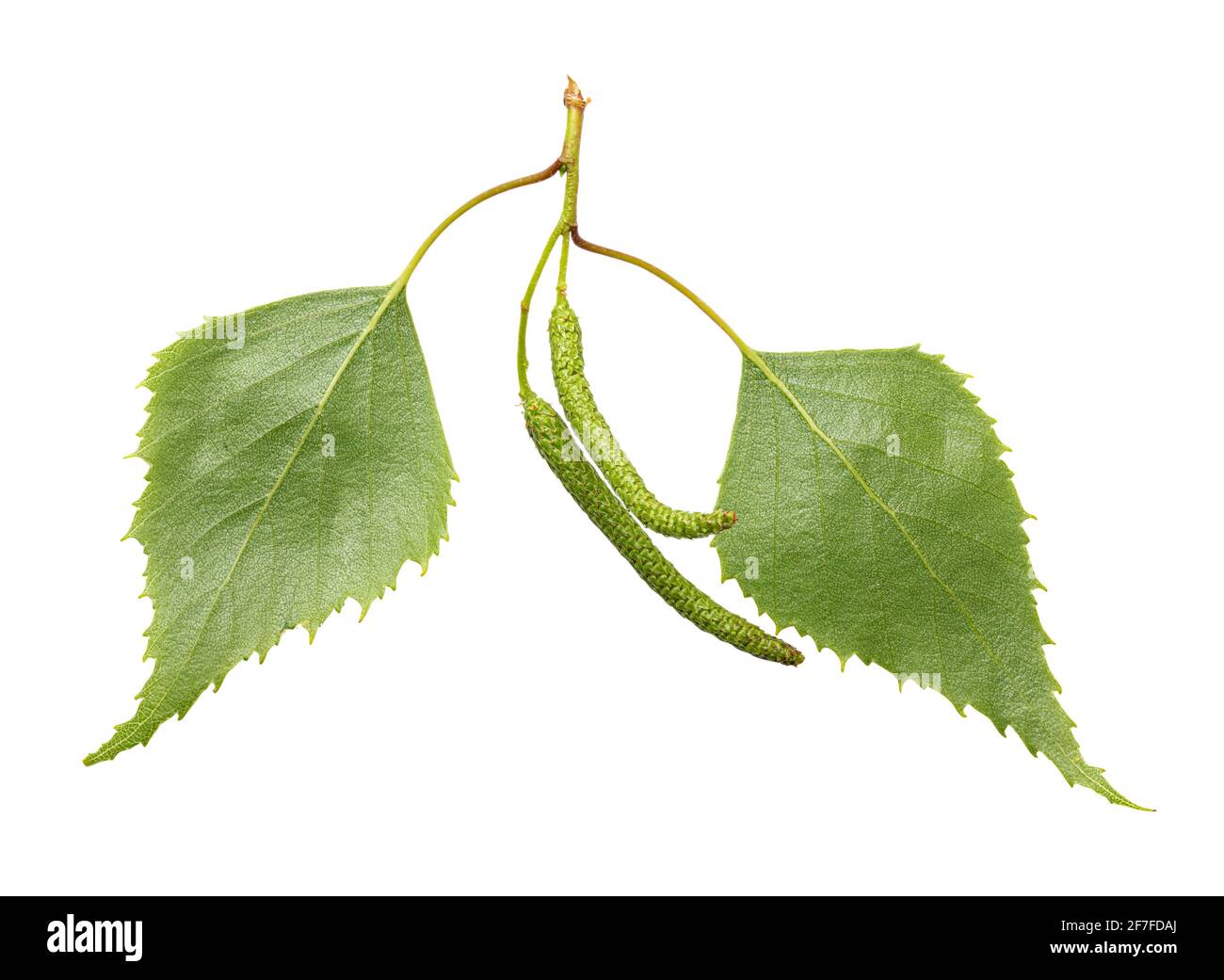 Birch leaf isolated on white background. Clipping path Stock Photo - Alamy