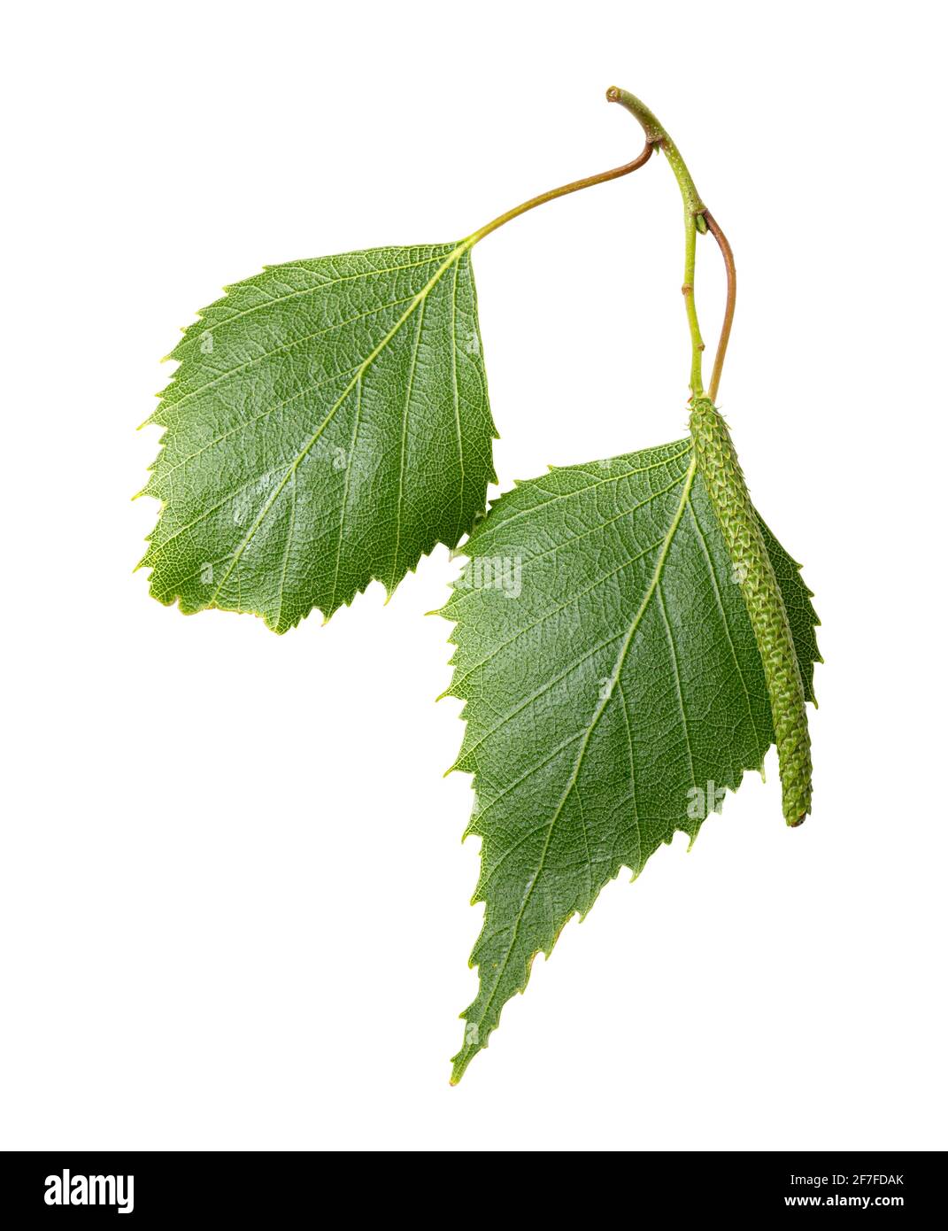 Birch leaf isolated on white background. Clipping path Stock Photo - Alamy