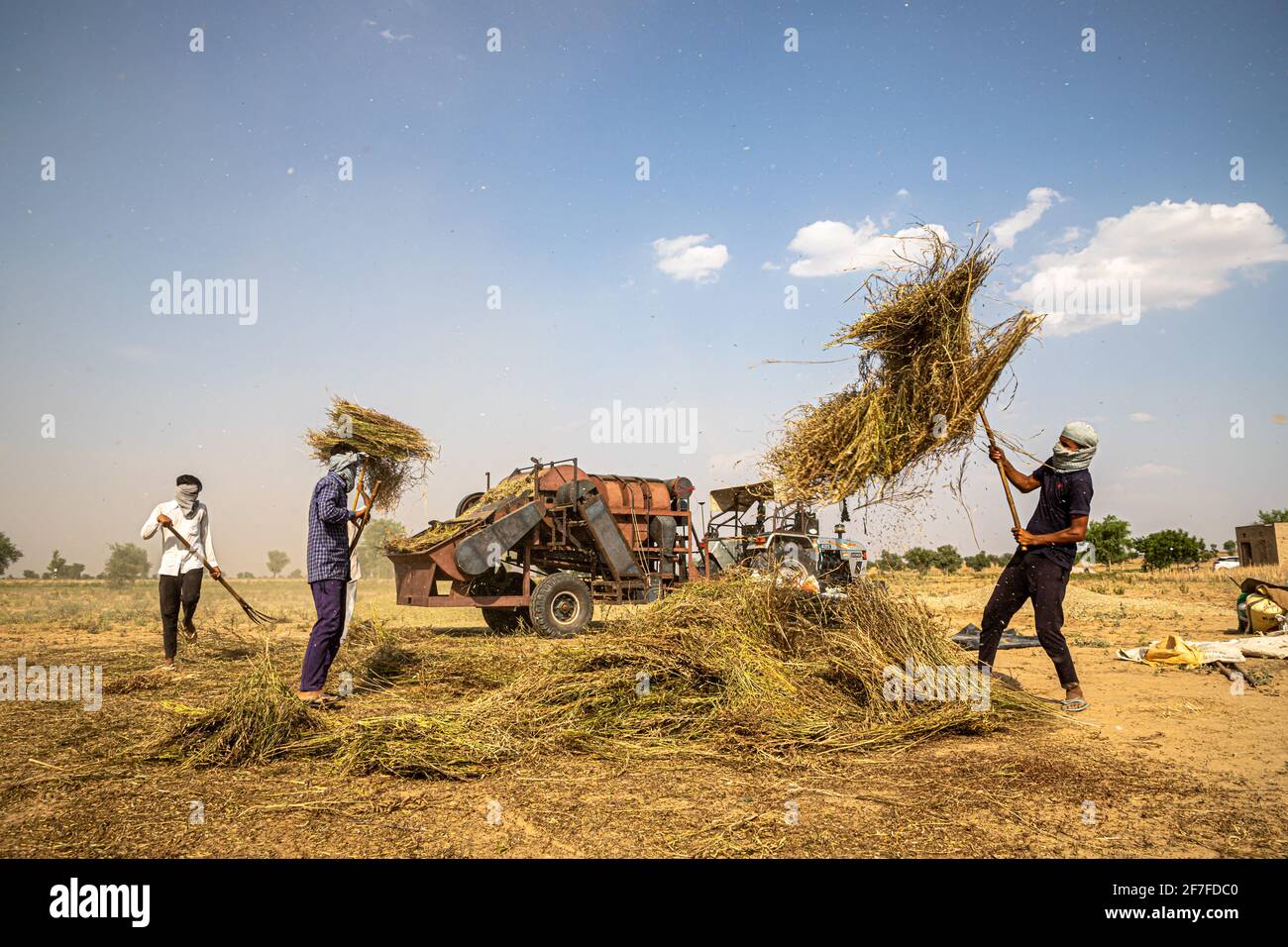 indian farmer harvesting crop in thrashing machine,beautiful clouds in ...