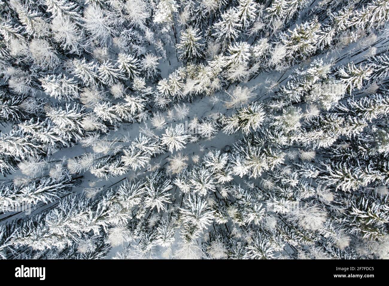 Aerial view of winter nature. Trees covered hoarfrost. Winter forest ...