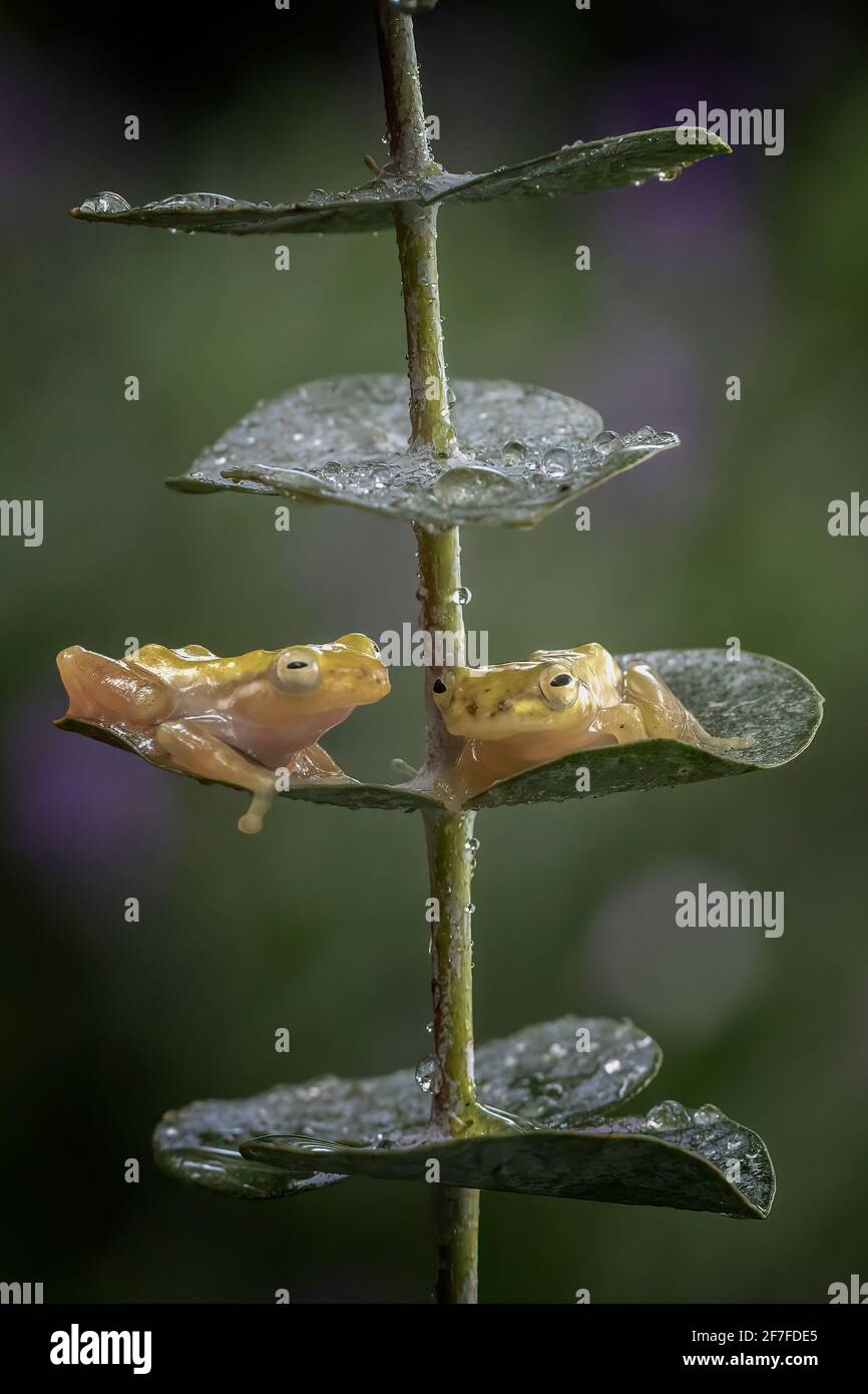 The two frogs awaited for five minutes before the rain started to fall ...