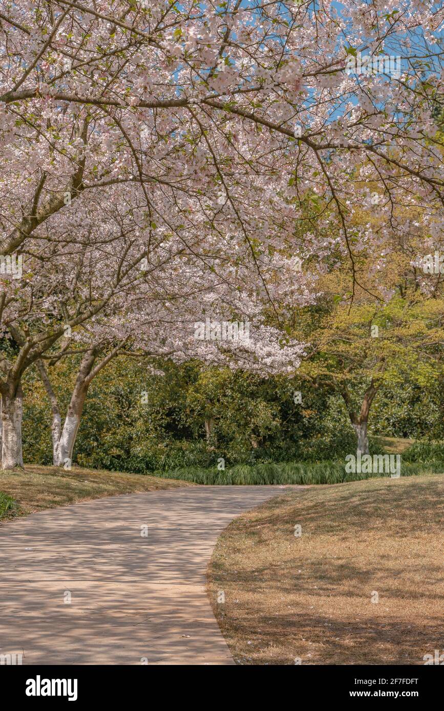 Blooming cherry blossoms at the west lake in Hangzhou, China, spring ...