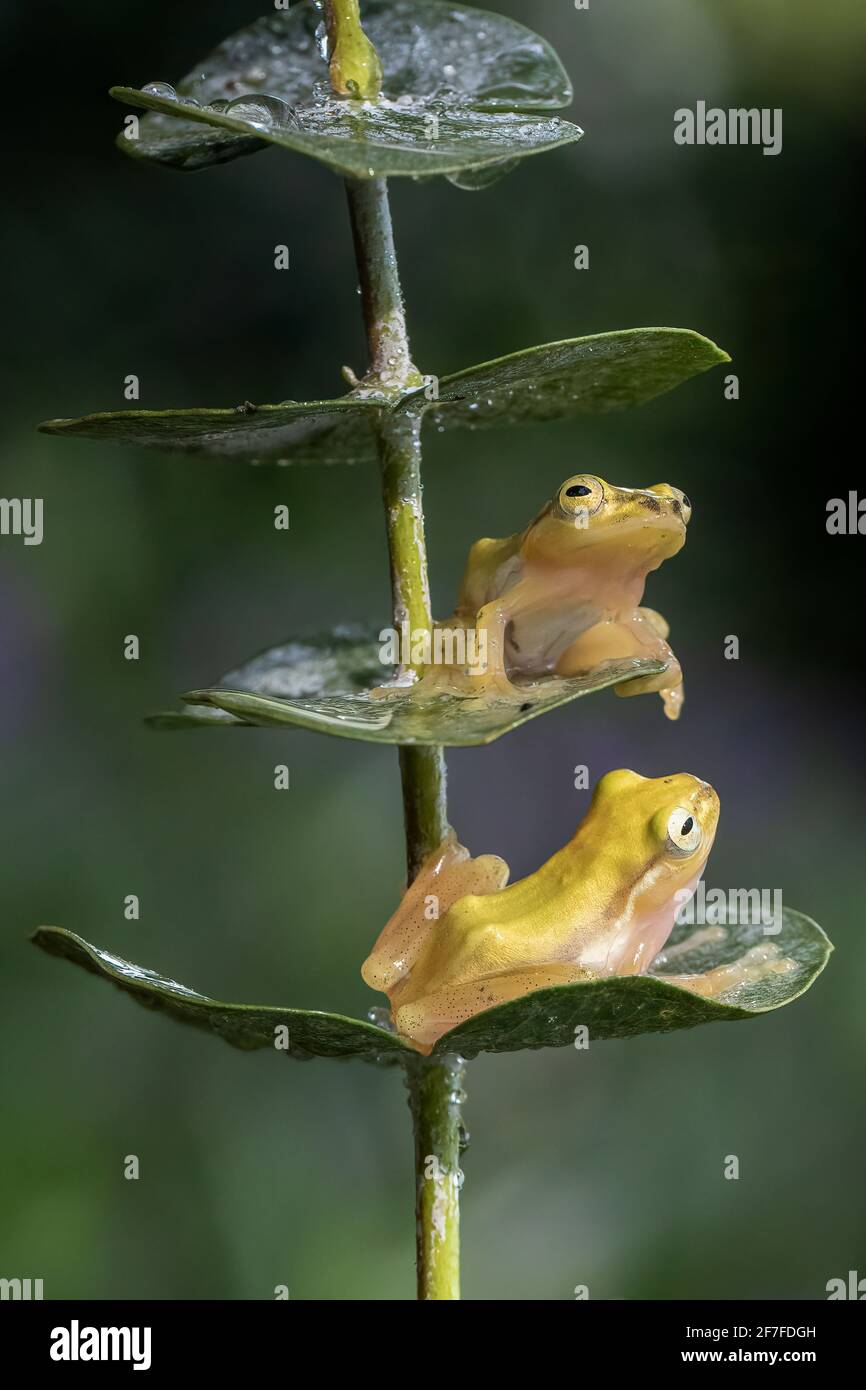 The two golden frogs sit leisurely on their own leaves of the penny ...