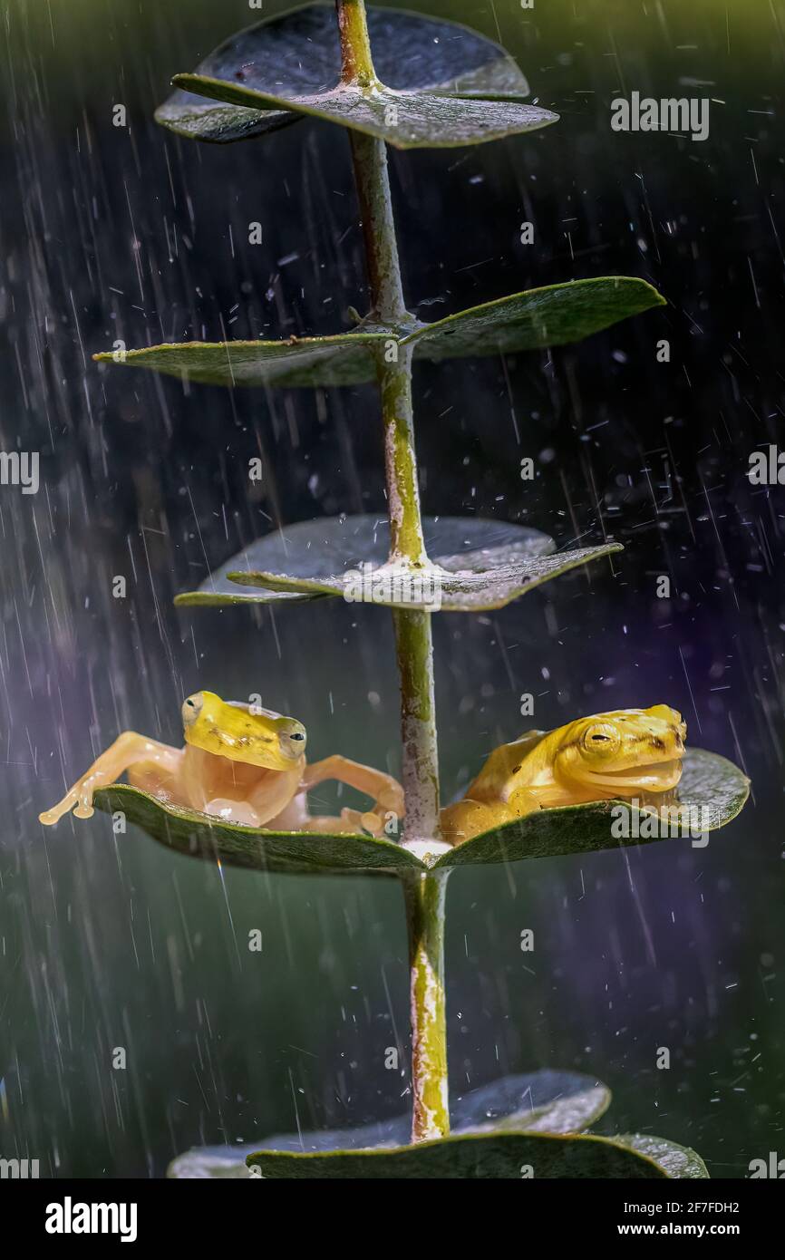 As rain droplets fell on their heads, the two golden frogs smiled ...