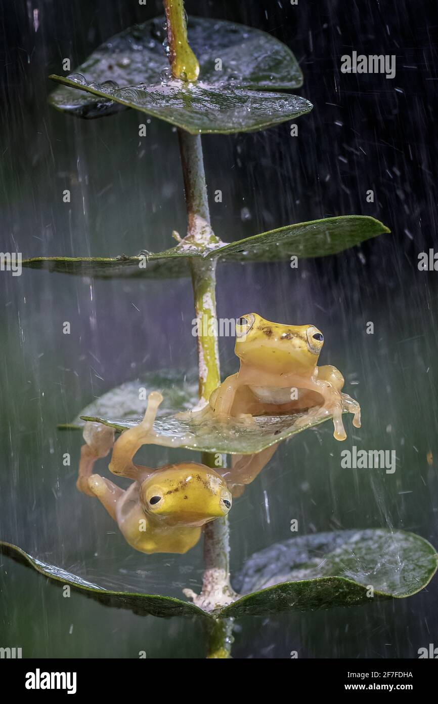 The golden frog uses its weight to help pull itself up to its friend ...