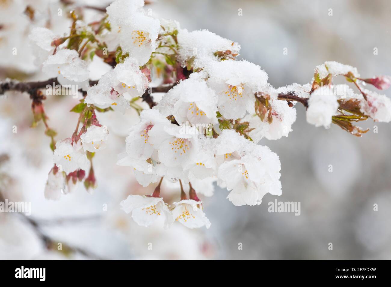 Snow at blossoming fruit tree, april in the Netherlands Stock Photo - Alamy