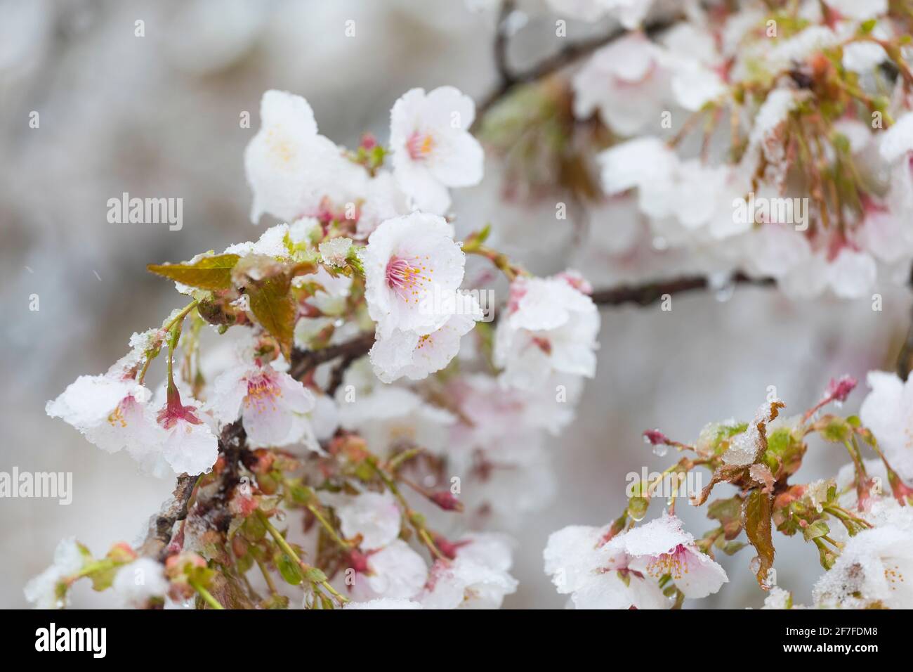 Fruit bloom covered with snow hi-res stock photography and images - Alamy