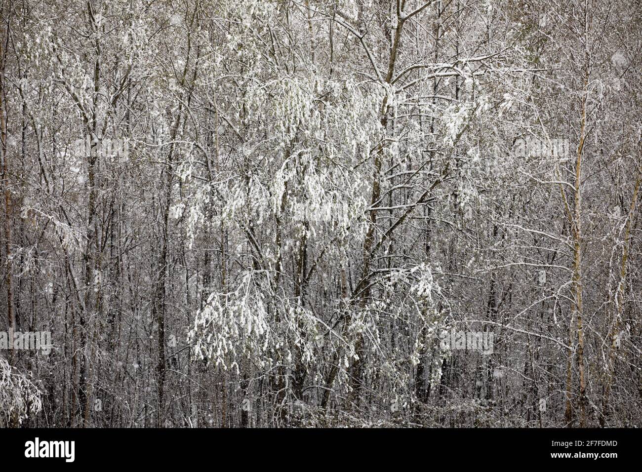 Snow falling on emerging leaves of trees in the Netherlands in april ...
