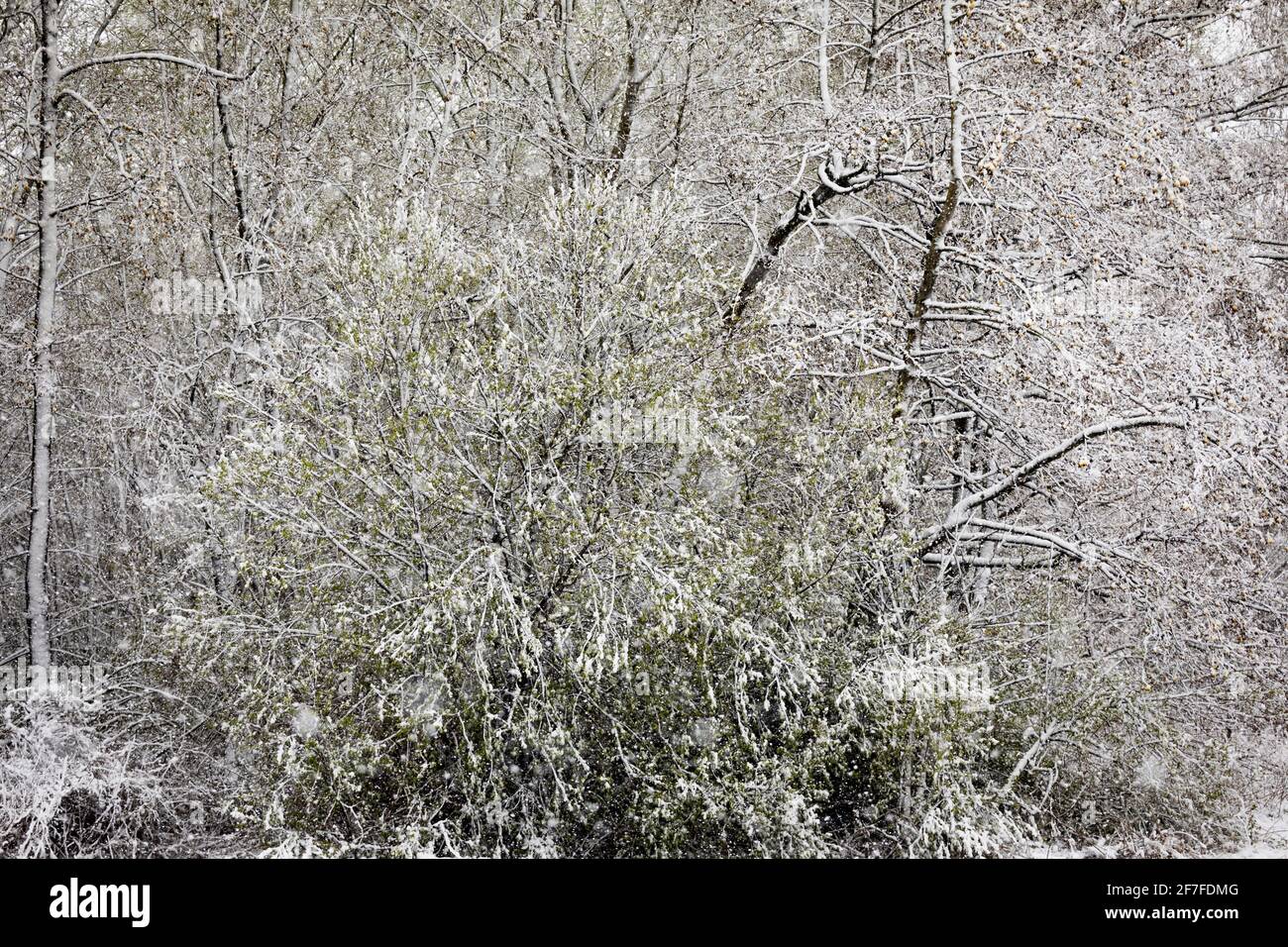 Snow falling on emerging leaves of trees in the Netherlands in april ...