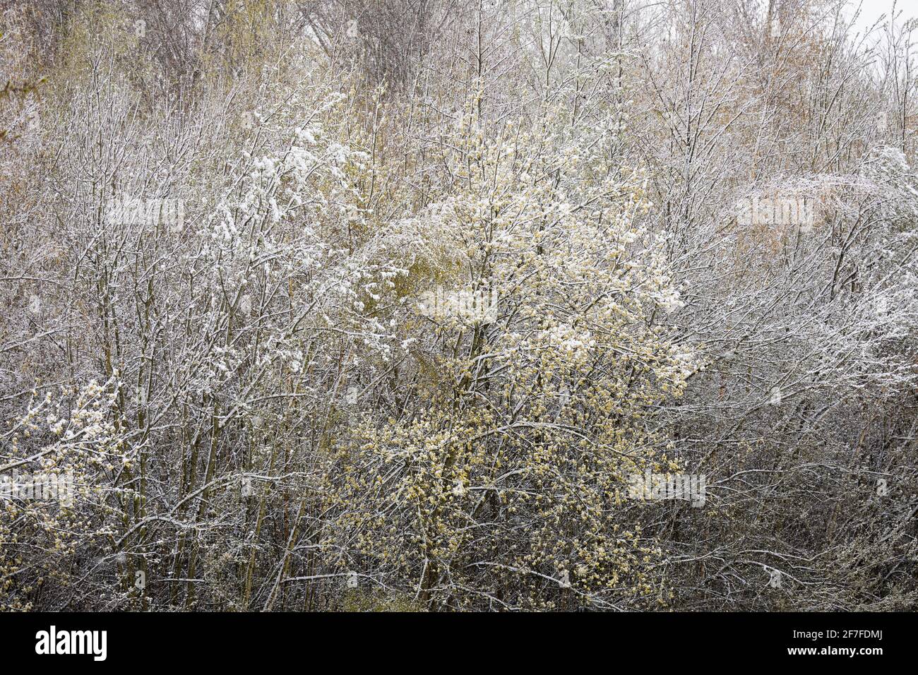 Snow falling on emerging leaves of trees in the Netherlands in april ...