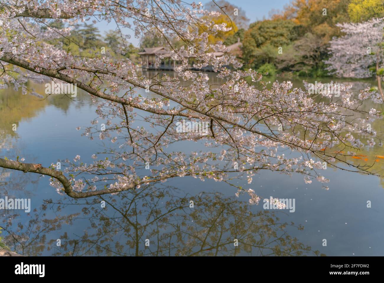 Blooming cherry blossoms at the west lake in Hangzhou, China, spring ...
