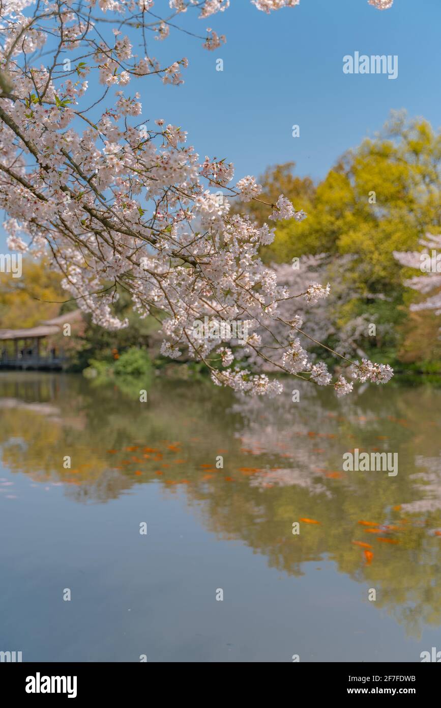 Blooming cherry blossoms at the west lake in Hangzhou, China, spring ...