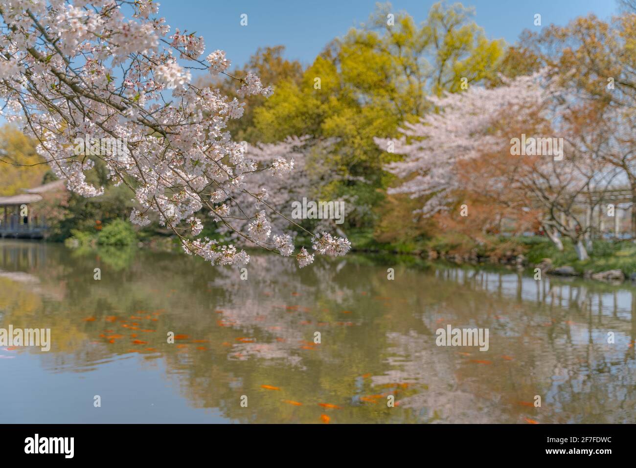 Blooming cherry blossoms at the west lake in Hangzhou, China, spring ...