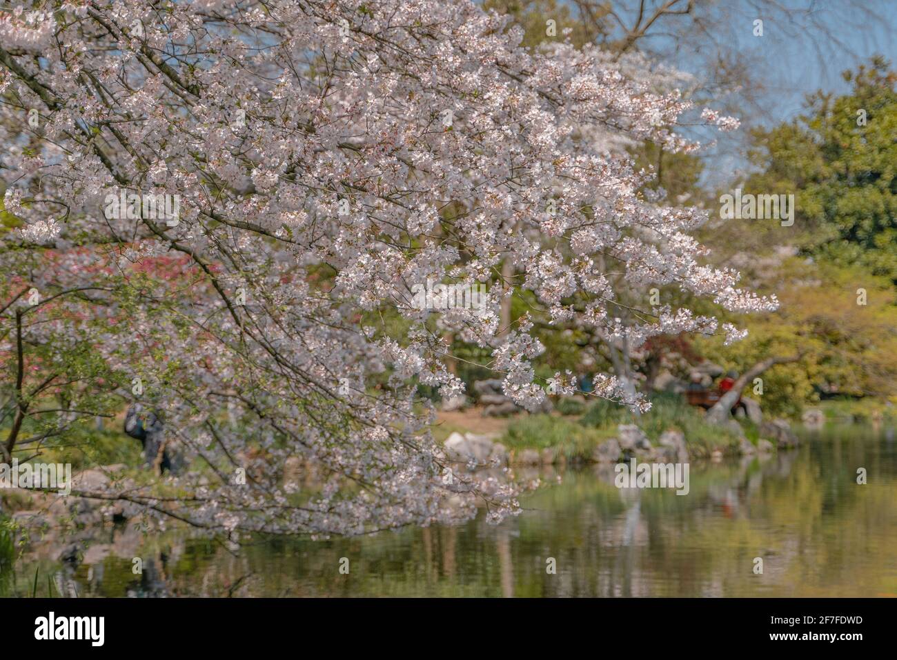 Blooming cherry blossoms at the west lake in Hangzhou, China, spring ...