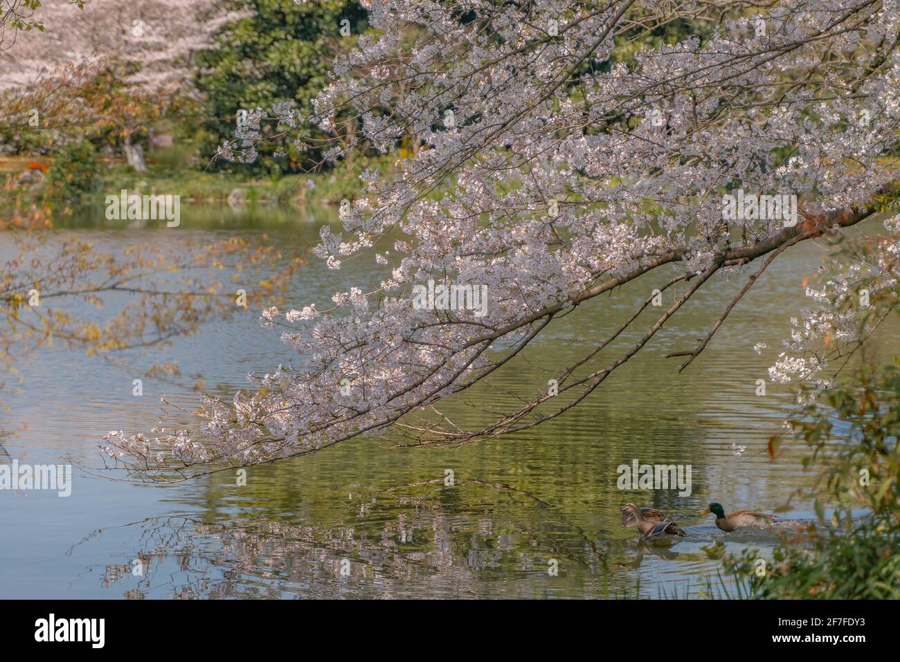 Blooming cherry blossoms at the west lake in Hangzhou, China, spring ...