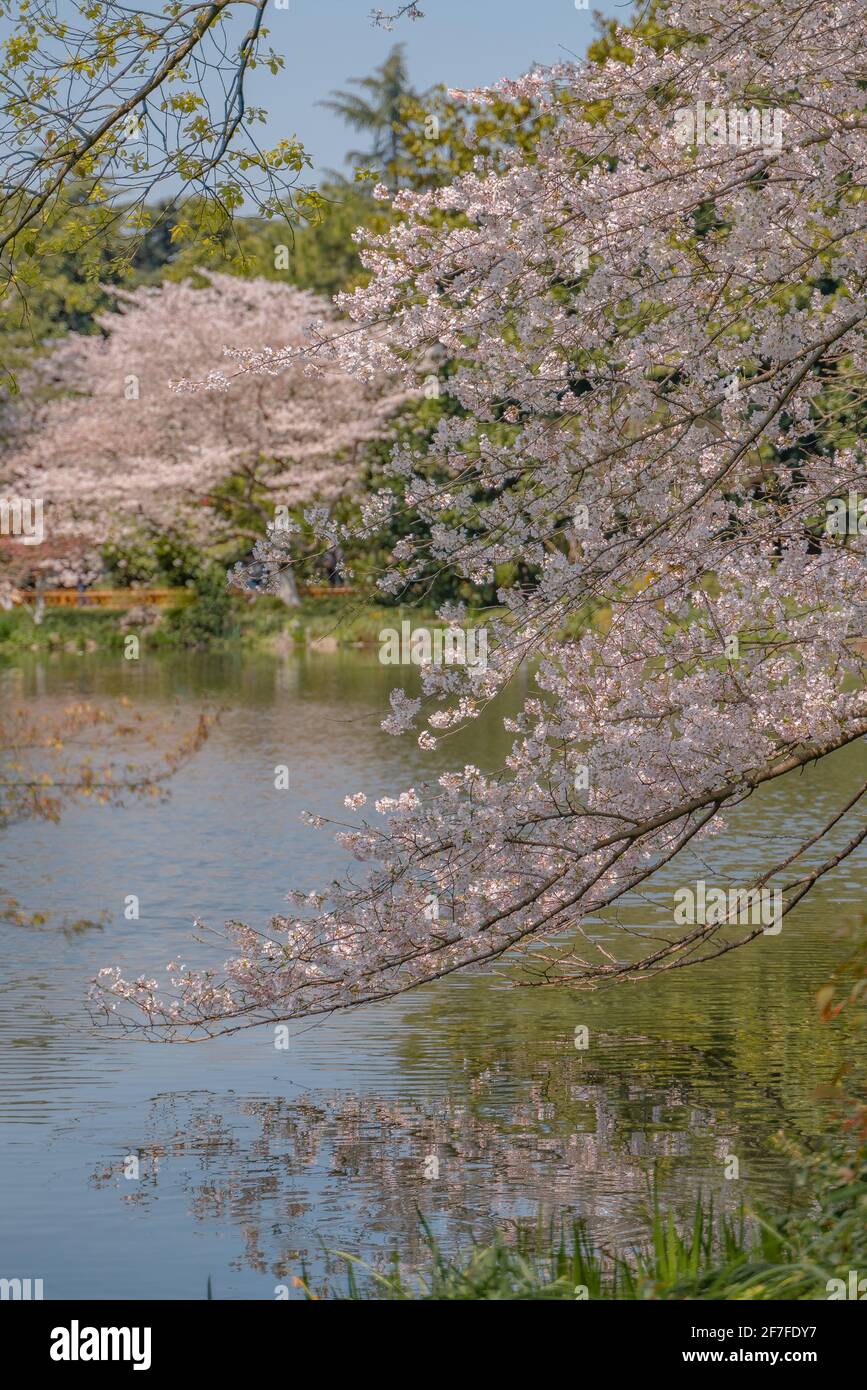 Blooming cherry blossoms at the west lake in Hangzhou, China, spring ...