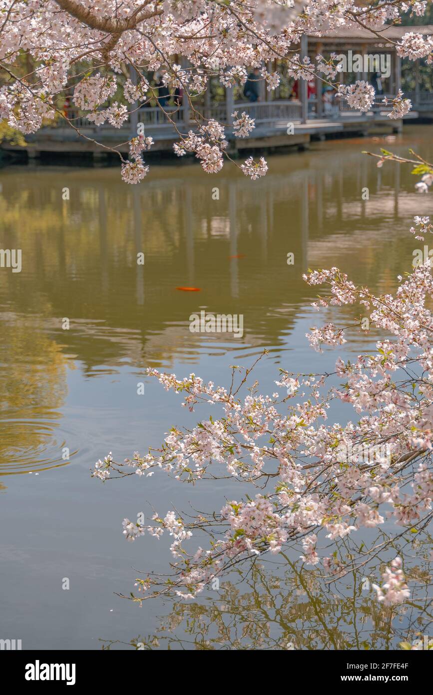 Blooming cherry blossoms at the west lake in Hangzhou, China, spring ...