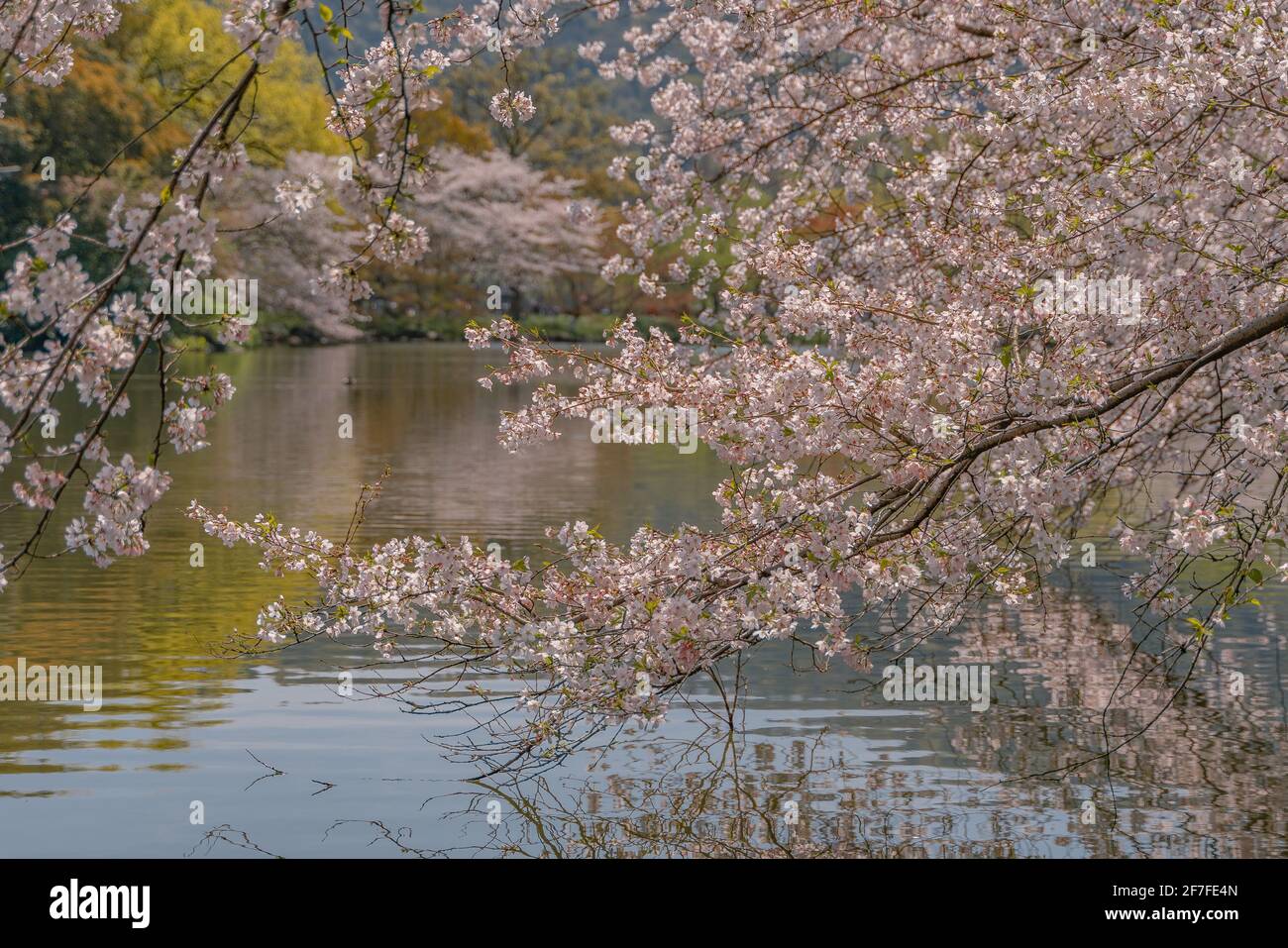 Blooming cherry blossoms at the west lake in Hangzhou, China, spring ...