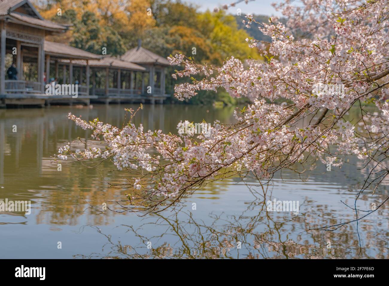 Blooming cherry blossoms at the west lake in Hangzhou, China, spring ...