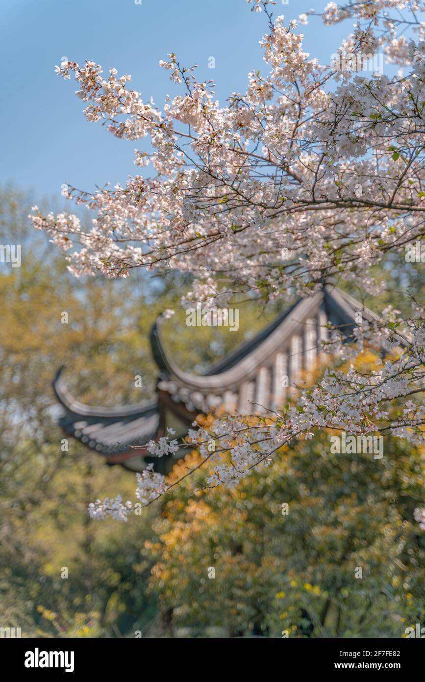Blooming cherry blossoms at the west lake in Hangzhou, China, spring ...