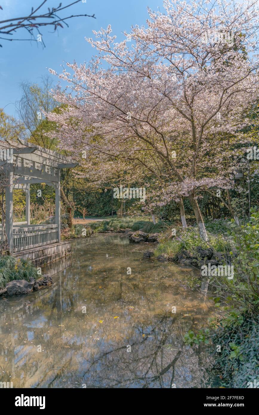 Blooming cherry blossoms at the west lake in Hangzhou, China, spring ...