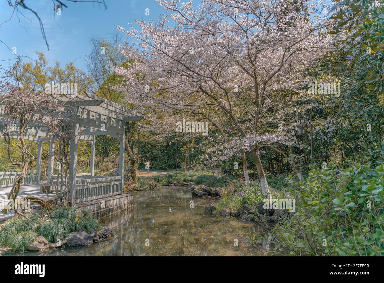 Blooming cherry blossoms at the west lake in Hangzhou, China, spring ...