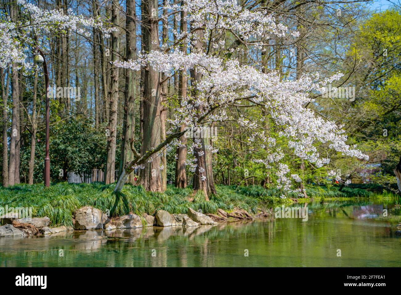 West lake hangzhou landscape garden hi-res stock photography and images ...