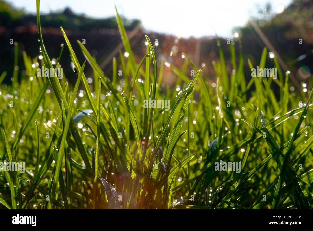 Sunny lawn grass hi-res stock photography and images - Alamy
