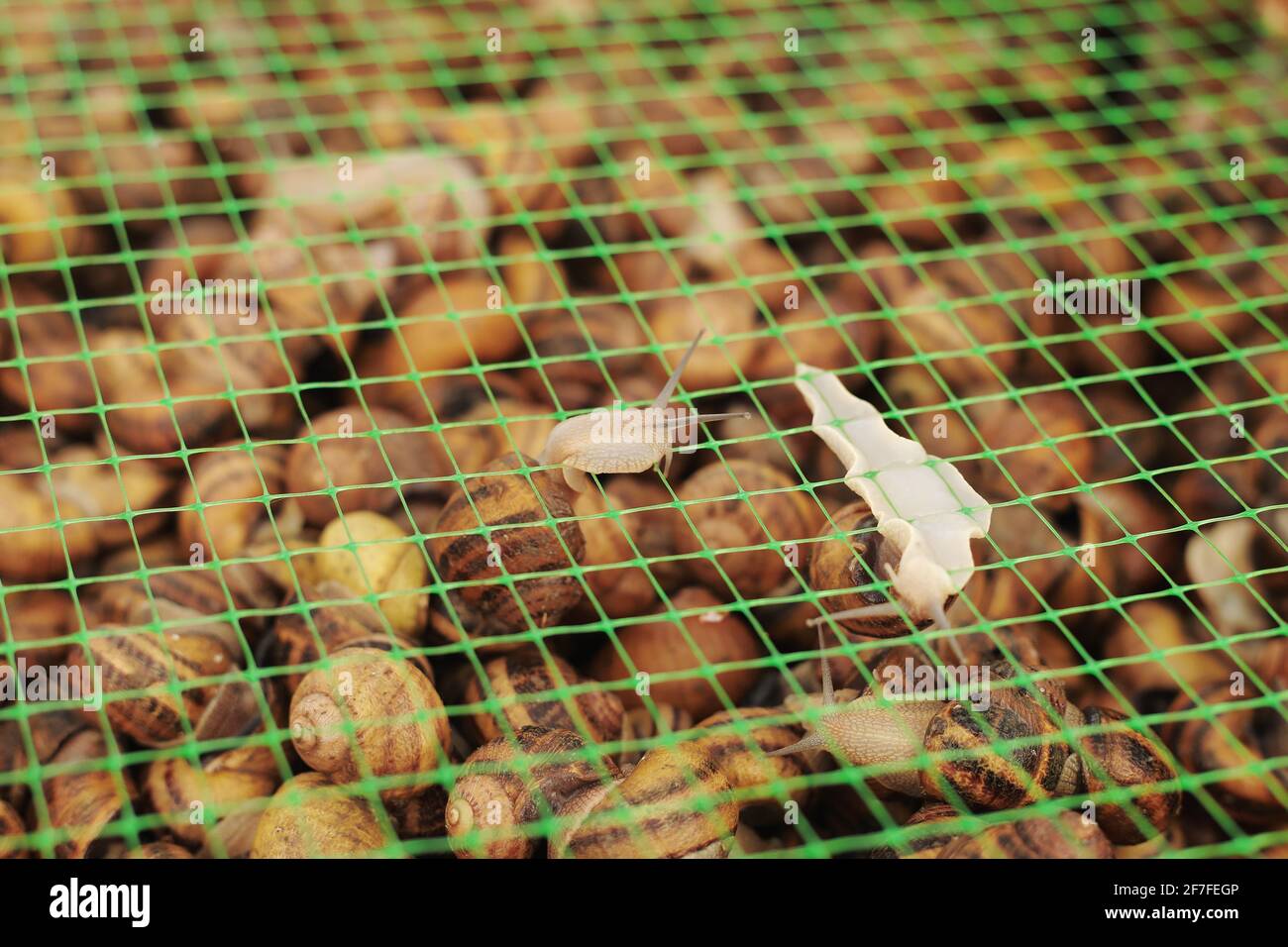 Snail farm. Industrial cultivation of edible mollusks of the species ...