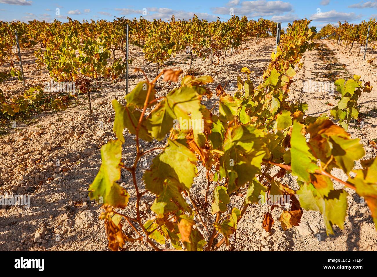 Vineyards plantation in Utiel Requena. Harvest time. Valencia, Spain ...