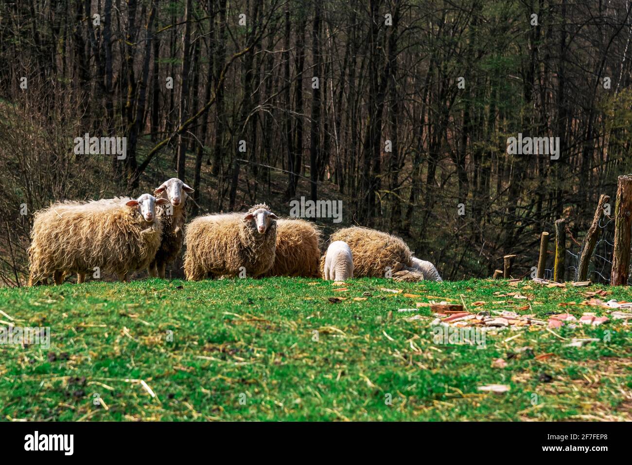 Sheeps sheep graze on lawn hi-res stock photography and images - Alamy