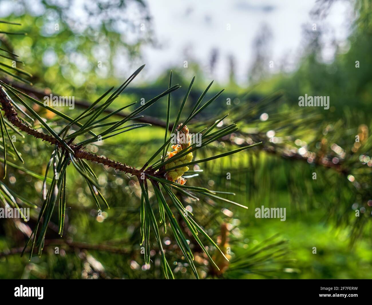 Young white pine tree hi-res stock photography and images - Alamy