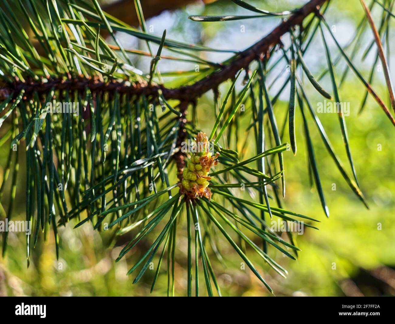 young spruce tree branch, spring Stock Photo - Alamy