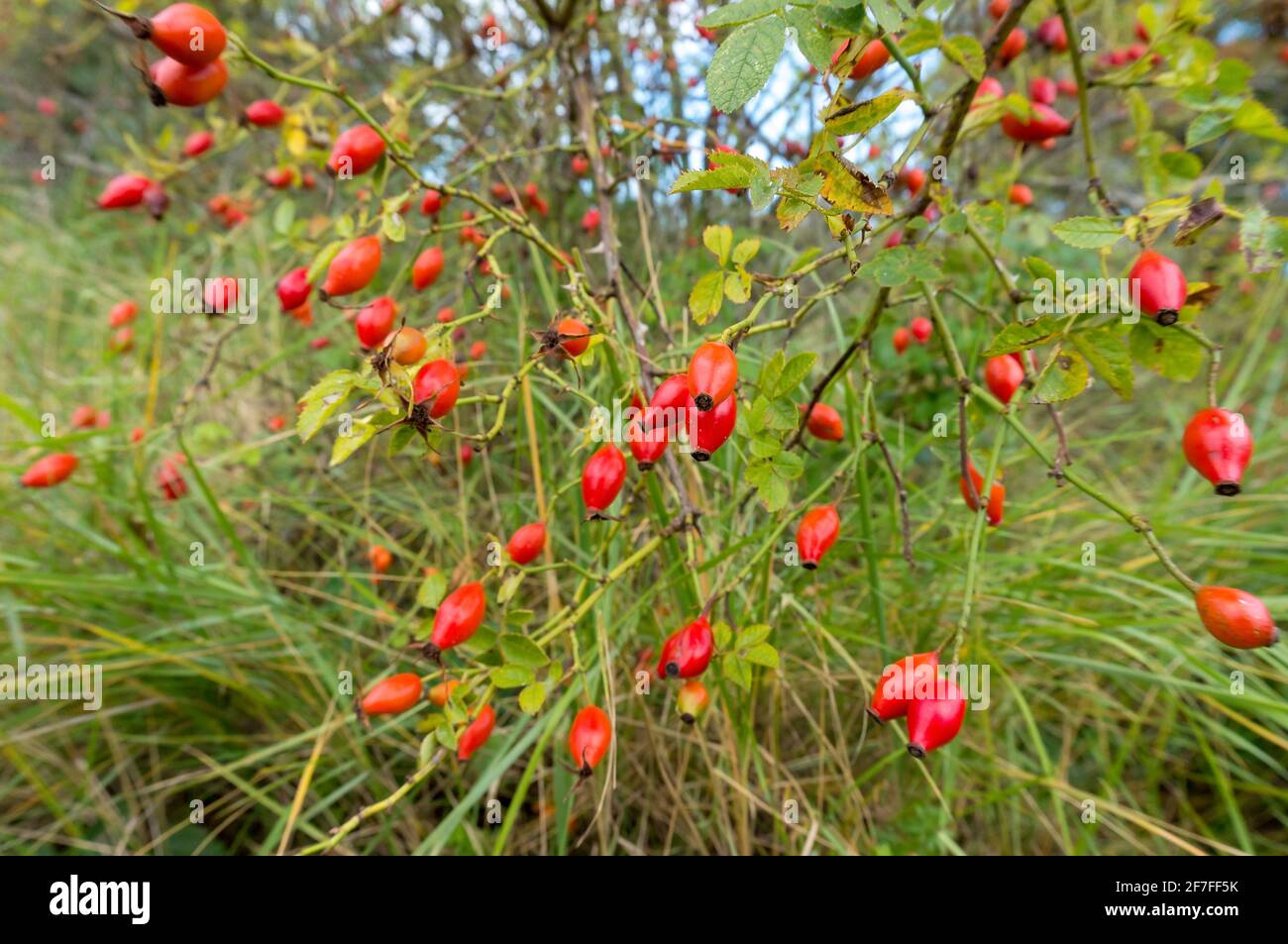 Rose Hip Bush High Resolution Stock Photography and Images - Alamy