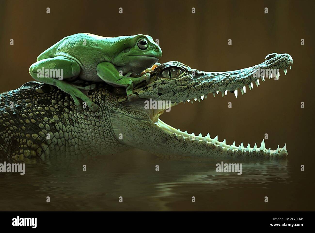 PADANG, INDONESIA: The frog sat relaxed on top of the crocodile's head ...