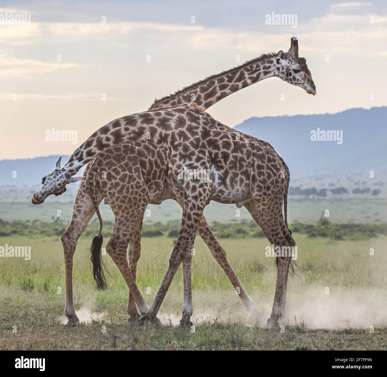 MAASAI MARA NATIONAL RESERVE, KENYA: The two giraffes fought to ...