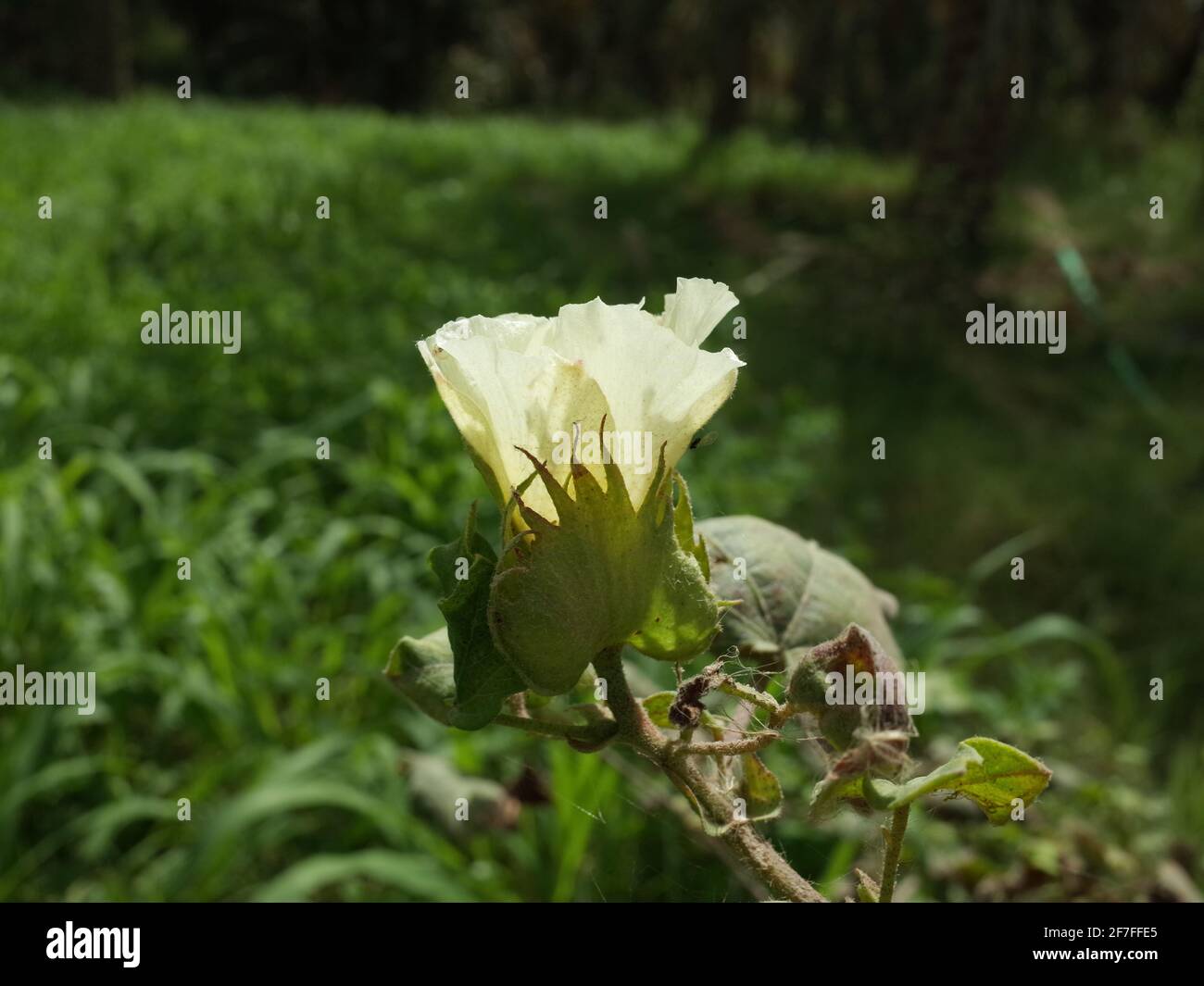 Cotton plant flower hi-res stock photography and images - Alamy
