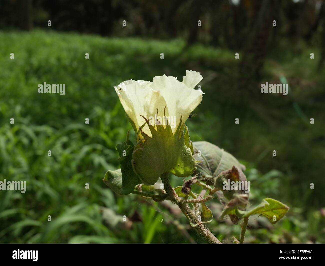 Cotton plant flower hi-res stock photography and images - Alamy