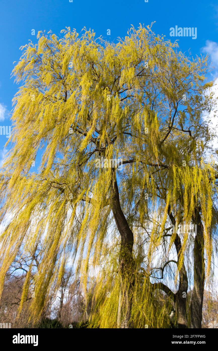 Osier willow hi-res stock photography and images - Alamy