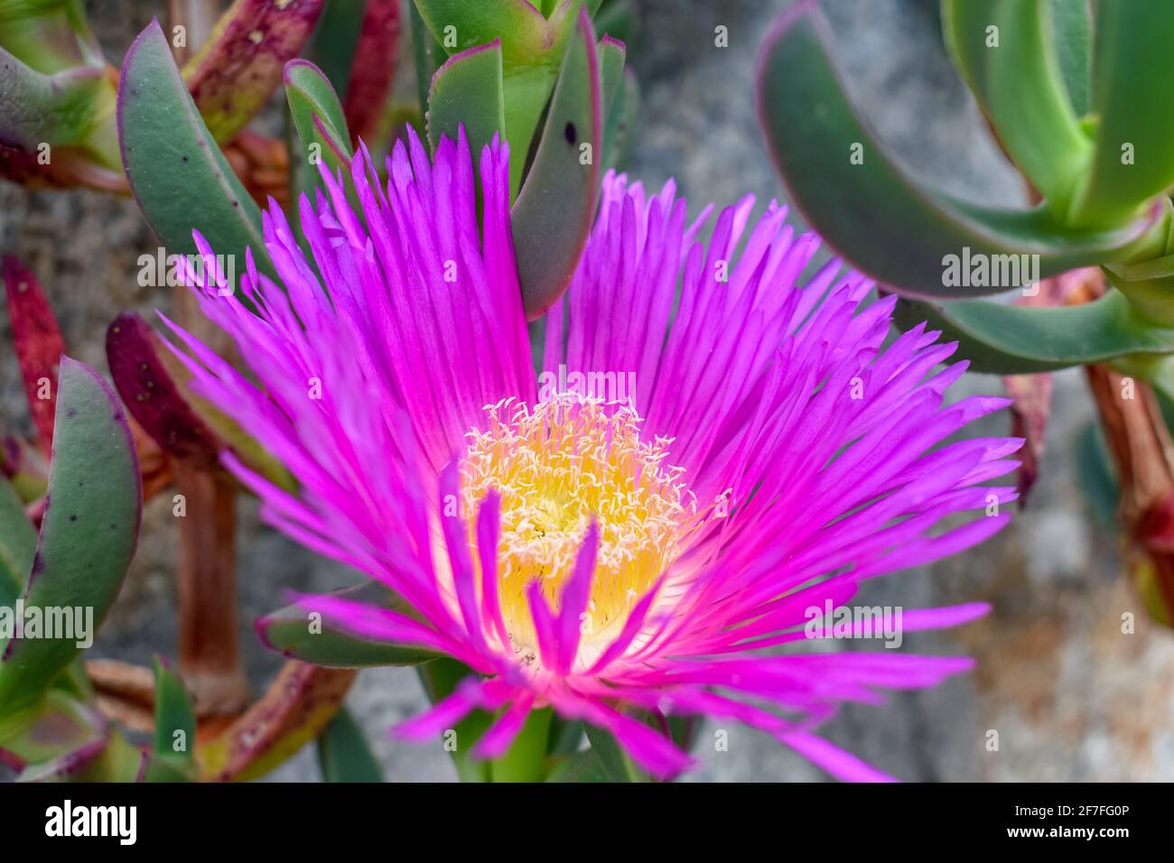 Invasive Ground Cover Plant High Resolution Stock Photography and ...