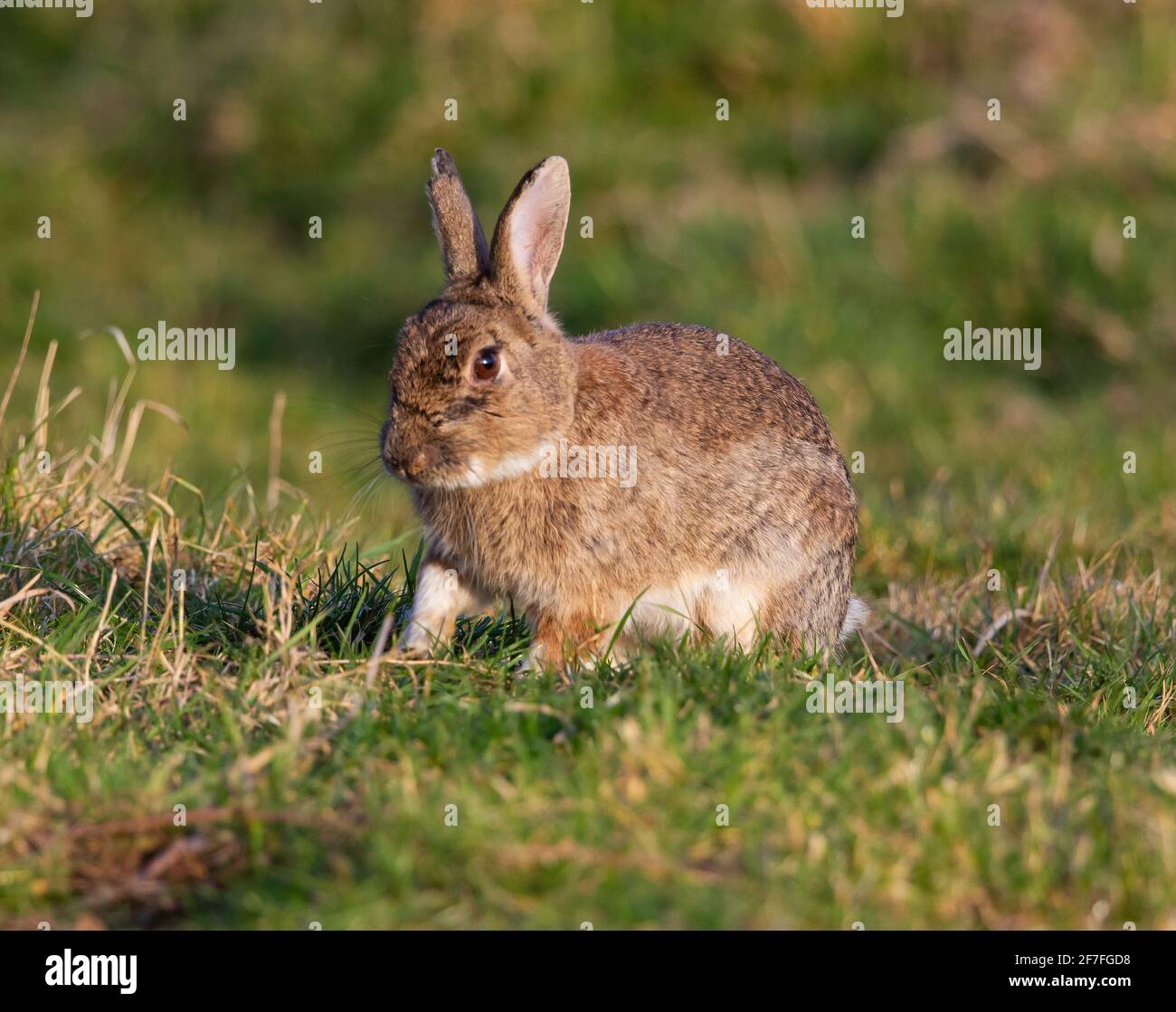 Hills spring time hi-res stock photography and images - Alamy