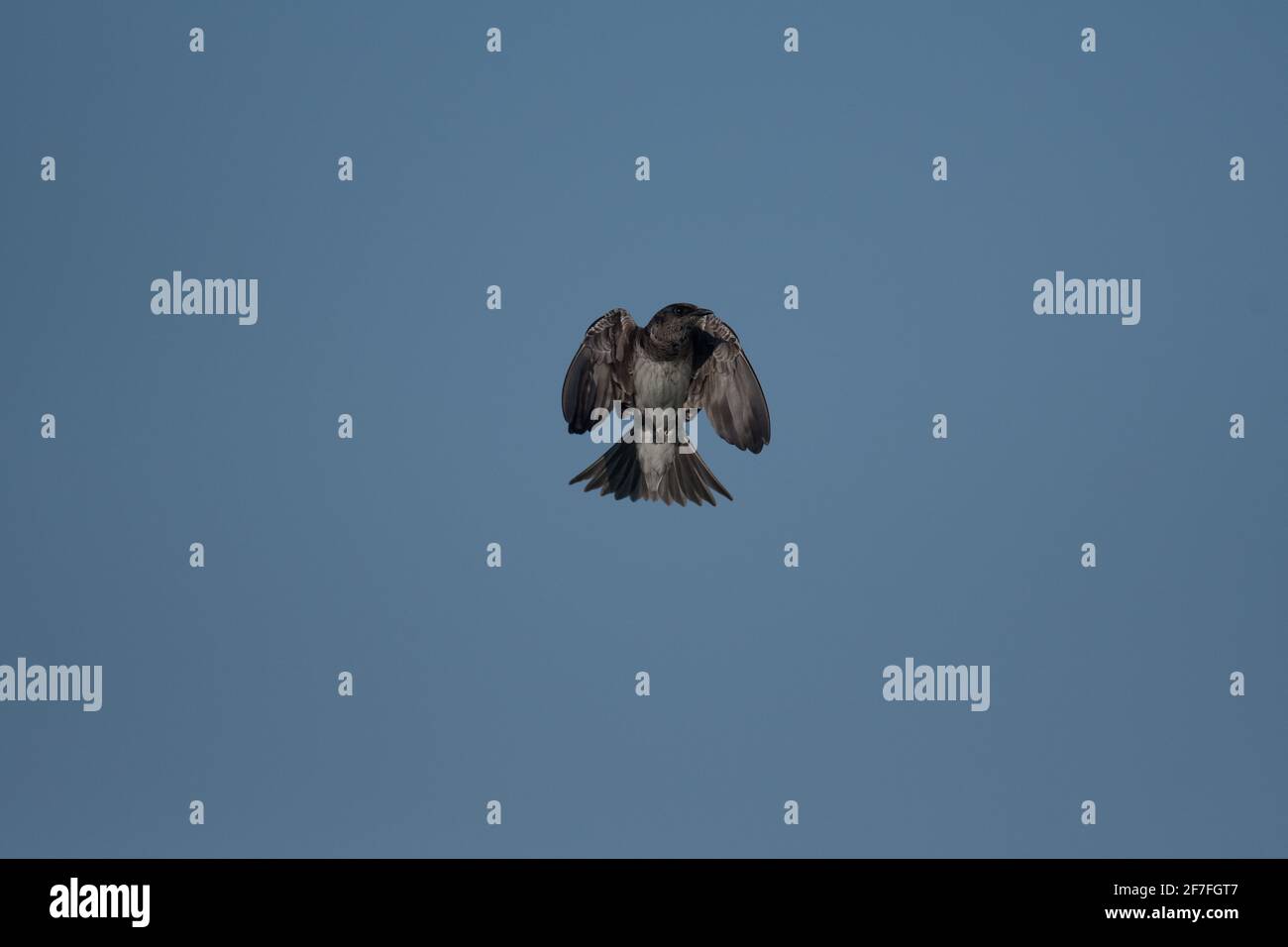 Purple martin bird hi-res stock photography and images - Alamy