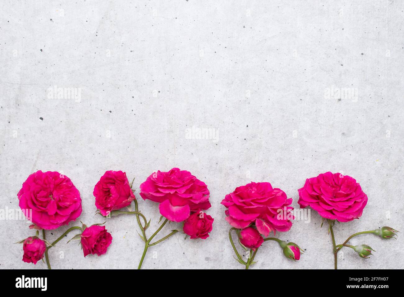 Dark Pink Rose Border Pink Rose Floral Border Design