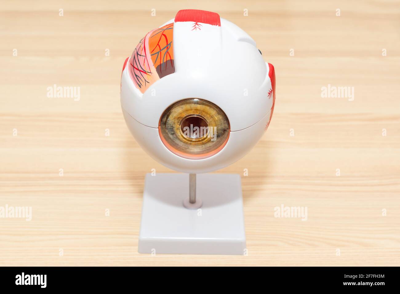 Enlarged anatomical eye model. Eye anatomy, human eye cross section ...