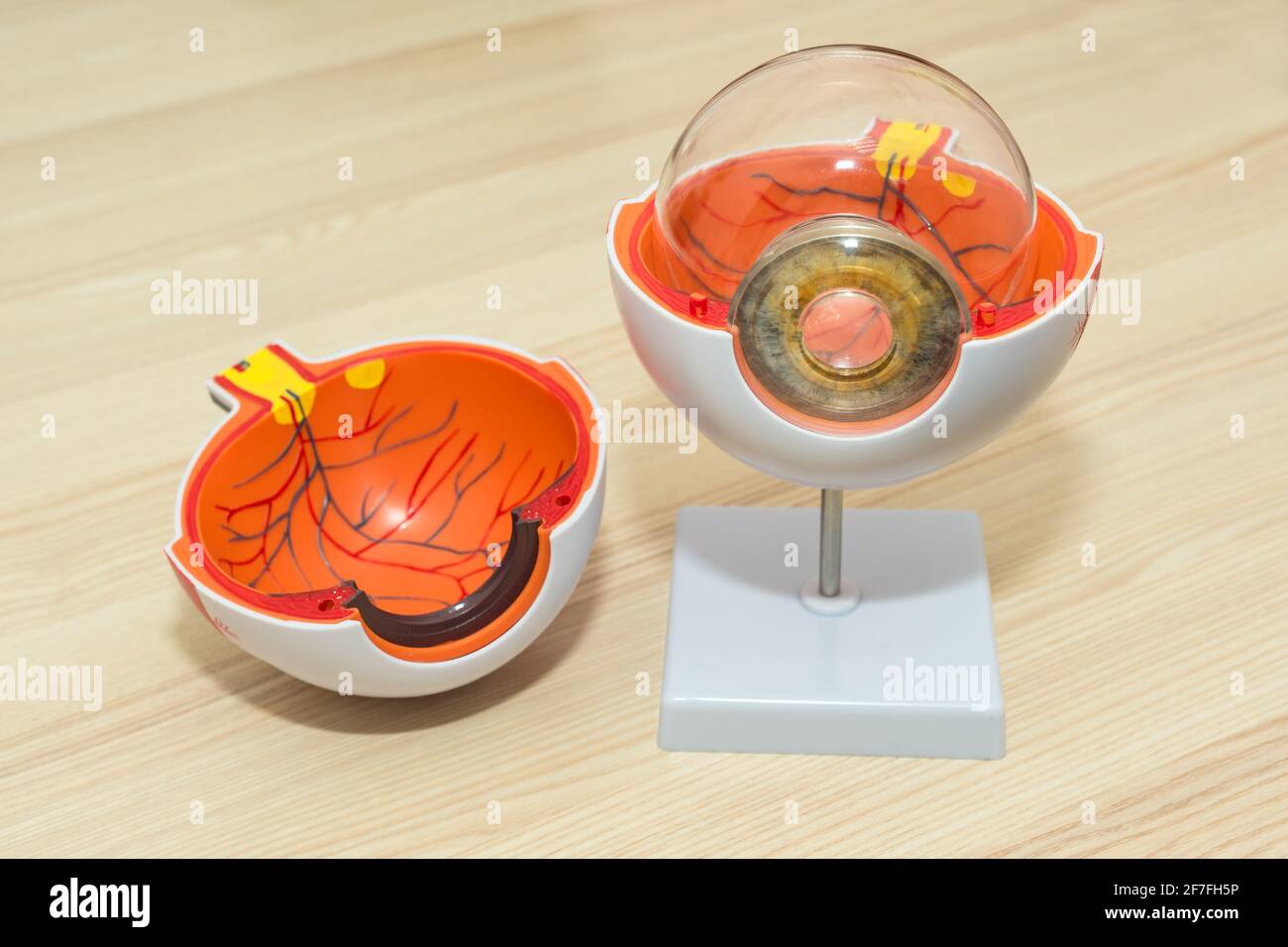 Enlarged anatomical eye model. Eye anatomy, human eye cross section ...