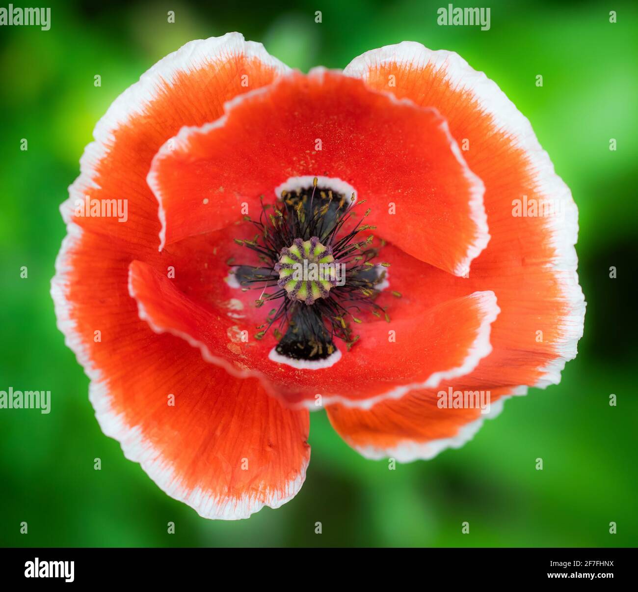 Red poppy top view in summer in the garden Stock Photo - Alamy