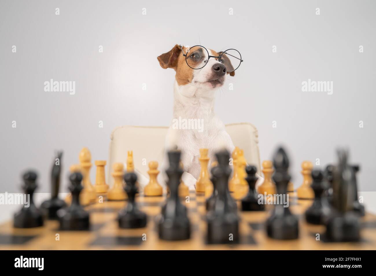 Smart dog jack russell terrier in glasses plays chess on a white ...